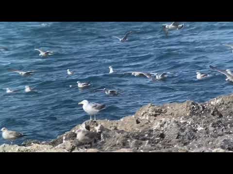 Scopoli’s Shearwaters