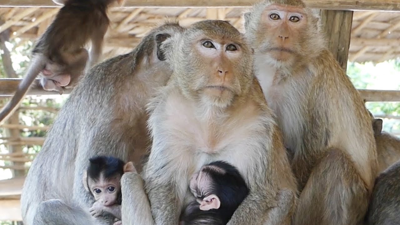 The Family Monkey Newborn Baby 2020, They are Happy With Growing Of ...