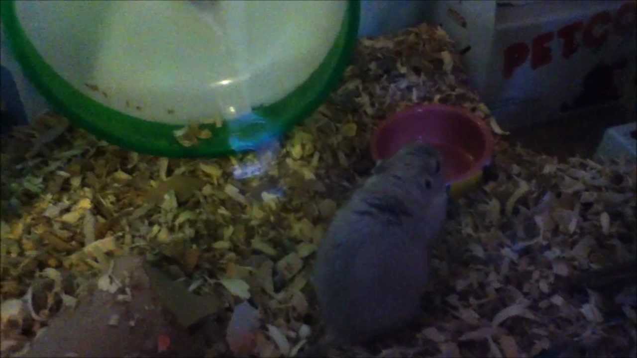 How to teach a gerbil to come - YouTube