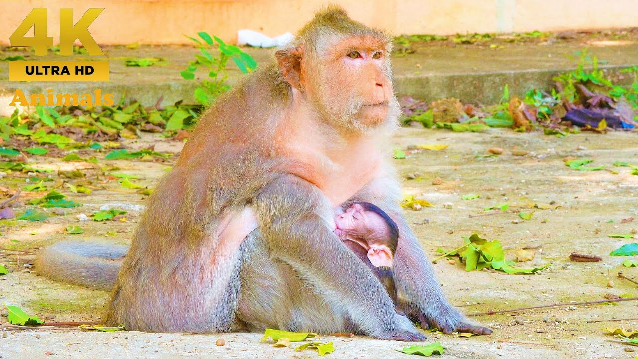 The great mama monkey Berry, can get 2 BB in a year, she is the best ...