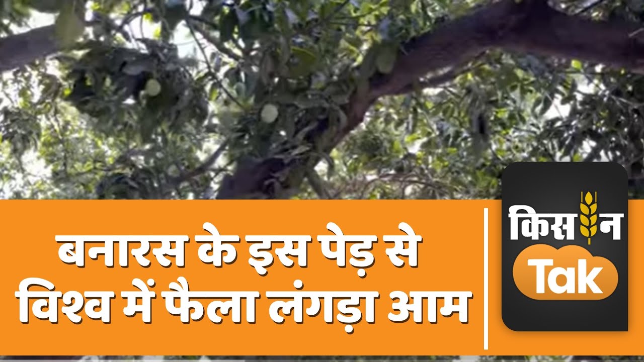 Banarasi Langda Aam: जानें कैसे एक पेड़ से पूरे विश्व में फैला लंगड़े ...