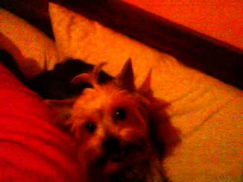 Caine Rau - YouTube