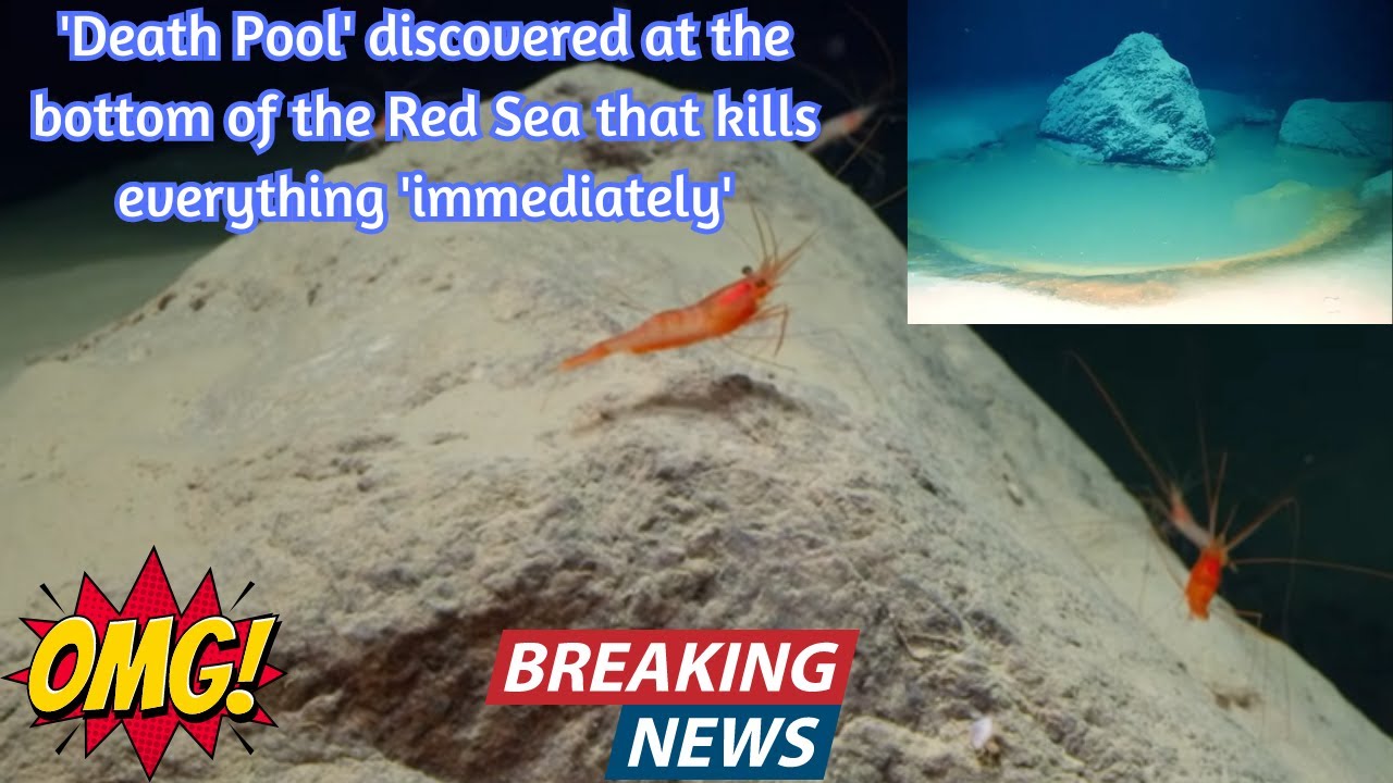 'Death pool' discovered at the bottom of the Red Sea that kills ...