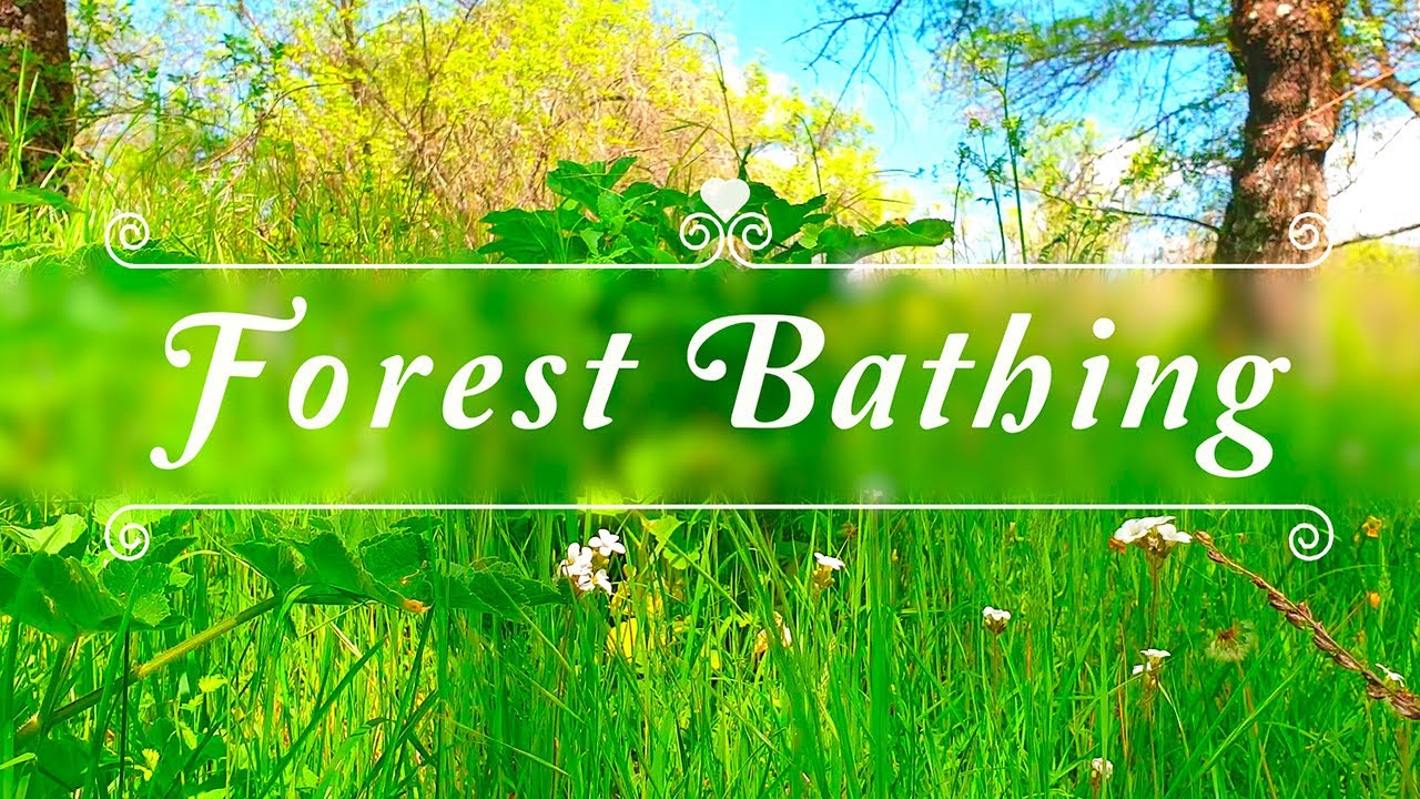 🌳🌞 Begin Your Day with the POSITIVE ENERGY of Healing Spring Sounds 🌳 ...