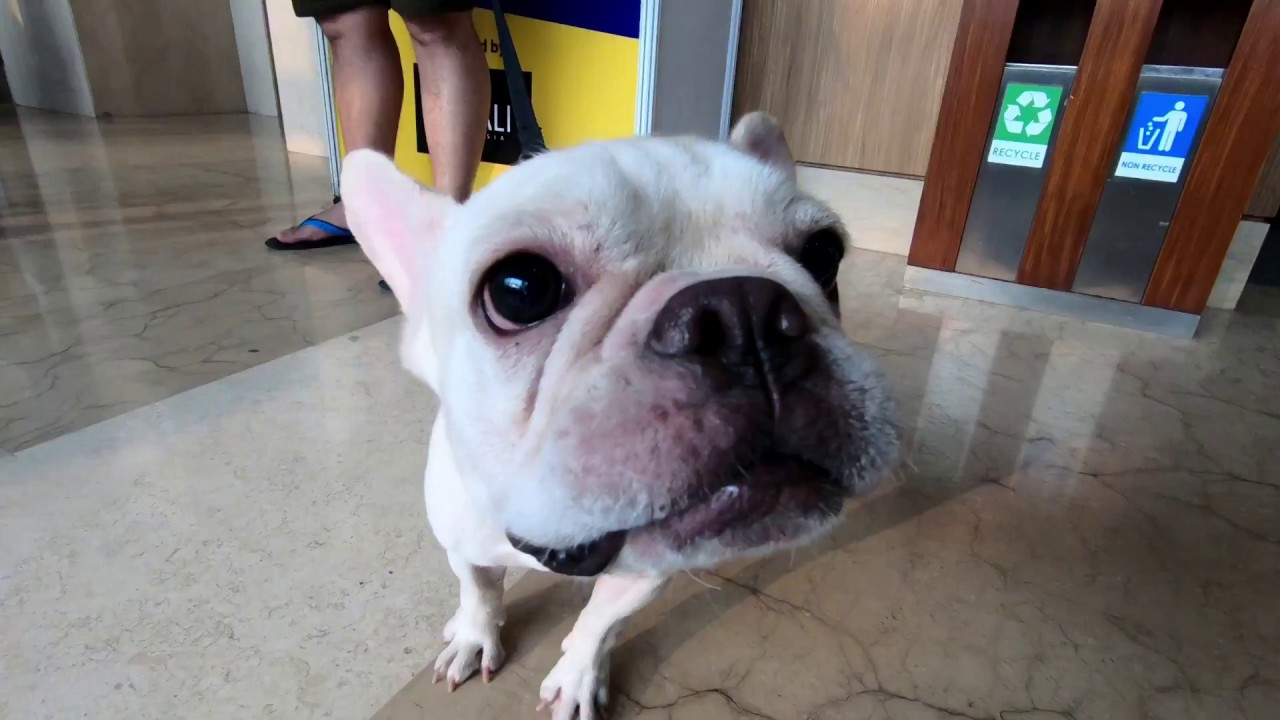IIPE - Indonesia International Pet Expo 2018_ Dogs Compilation - YouTube