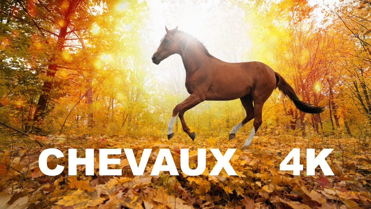 FOND D ECRAN 4K avec de superbe chevaux, paysage d image de cheval 4K ...