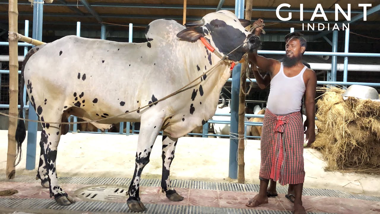 Giant Nepali Pakhra Bull | Sadeeq Agro | Kurbani Eid 2020 | The Home of ...
