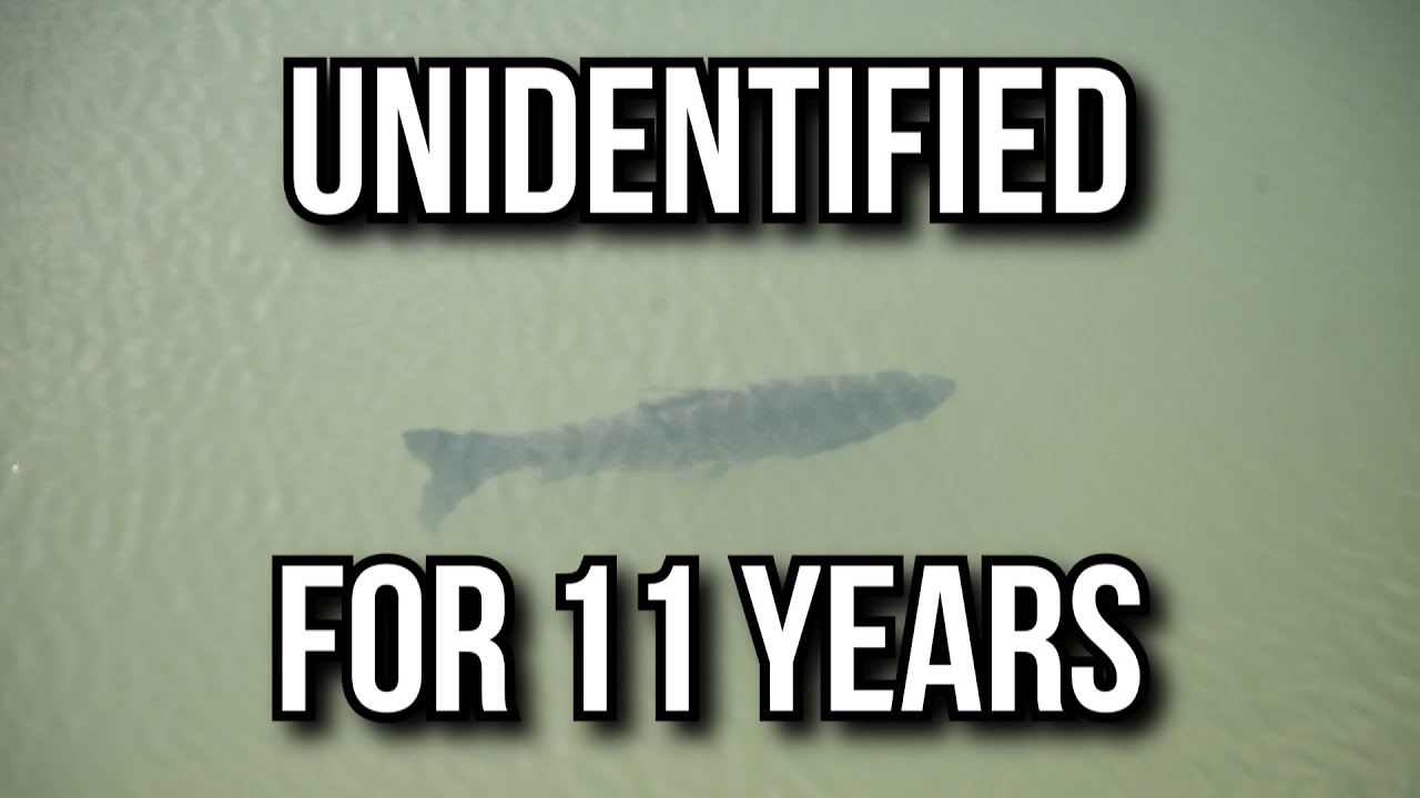 Solving a fish MYSTERY - YouTube