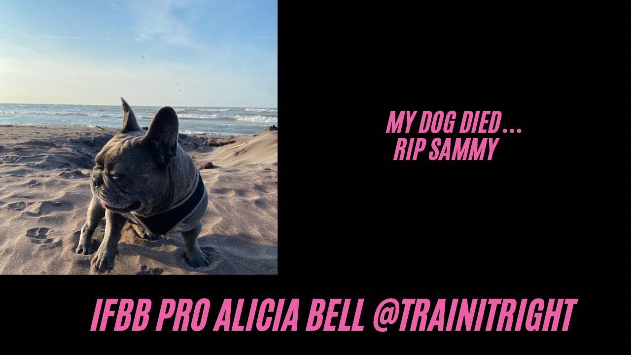 Vlog 516 | My Dog Died | RIP Sammy - YouTube