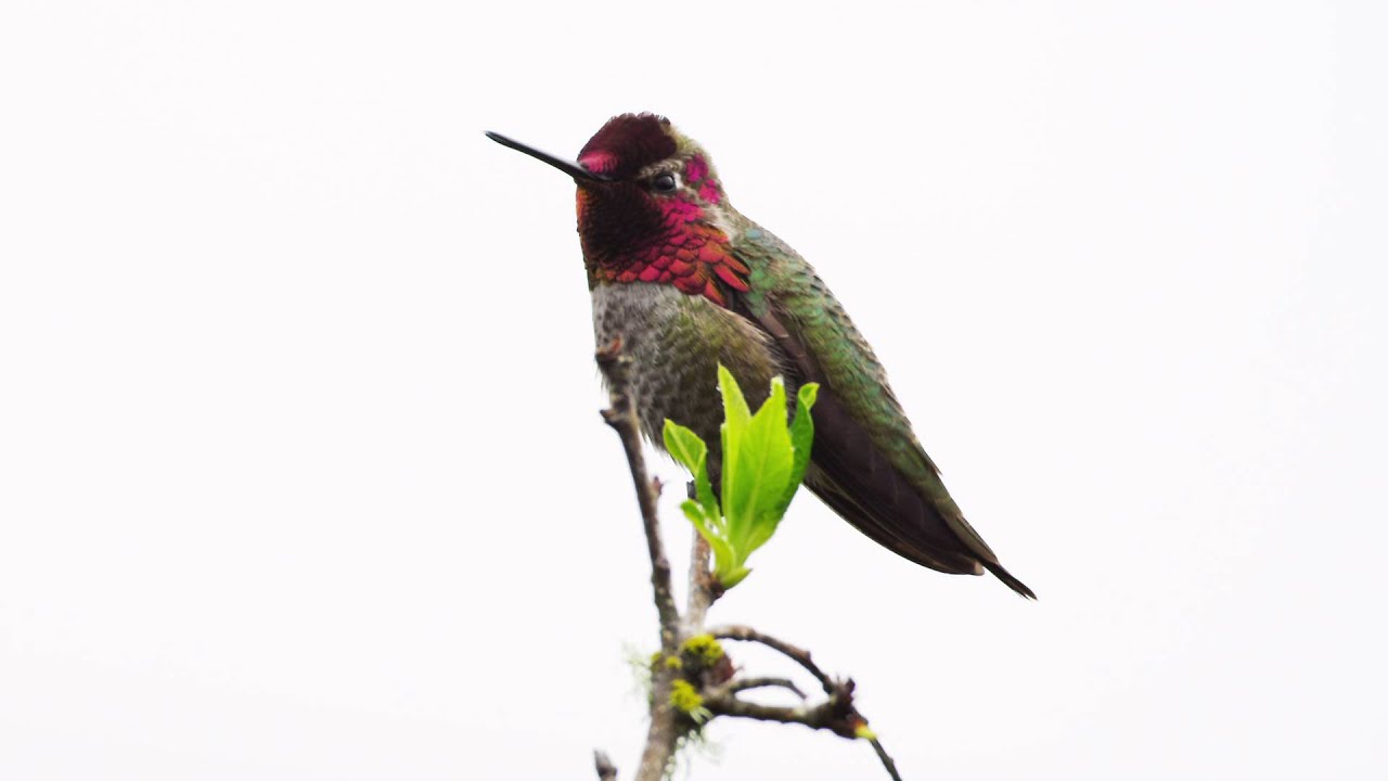 Anna's Hummingbird Iridescent Gorget - YouTube