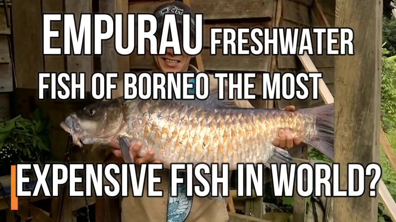 Ikan Empurau /Freshwater Fish of Borneo the most Expensive in the World ...