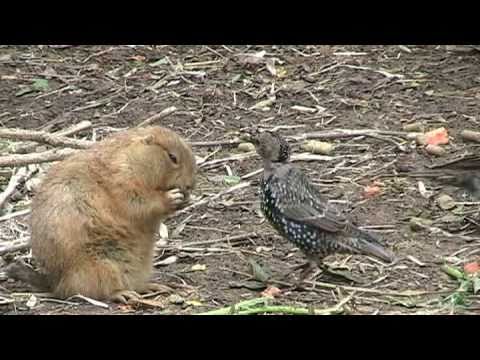 Birds snatching food from the prairie dog - YouTube