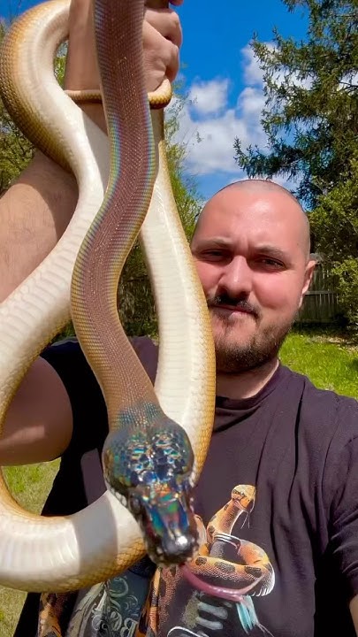 HUGE Male Northern White Lipped Python - YouTube