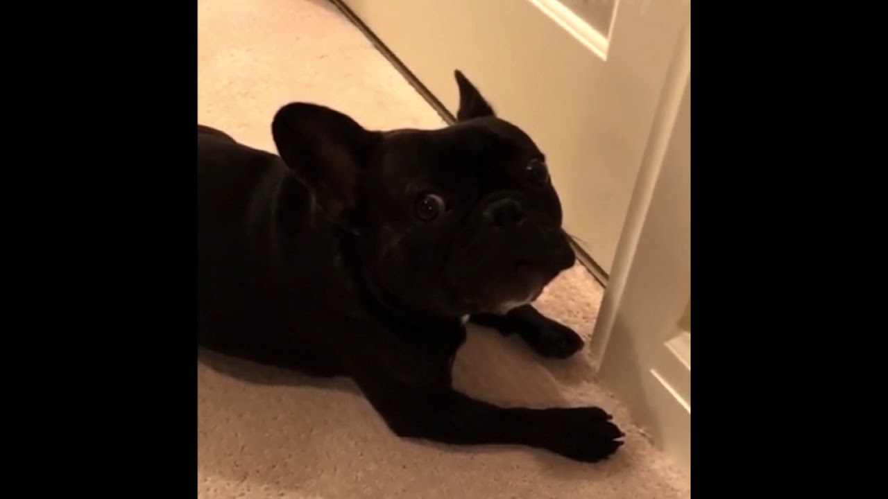 Animales Graciosos 2020 Funniest Animal ANIMALES GRACIOSOS Funniest ...