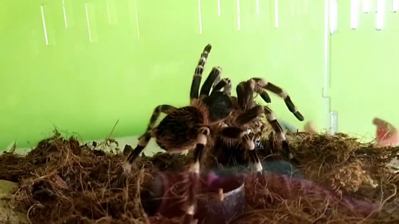 A.genic" brazilian giant white knee tarantula, (Acanthoscurria ...
