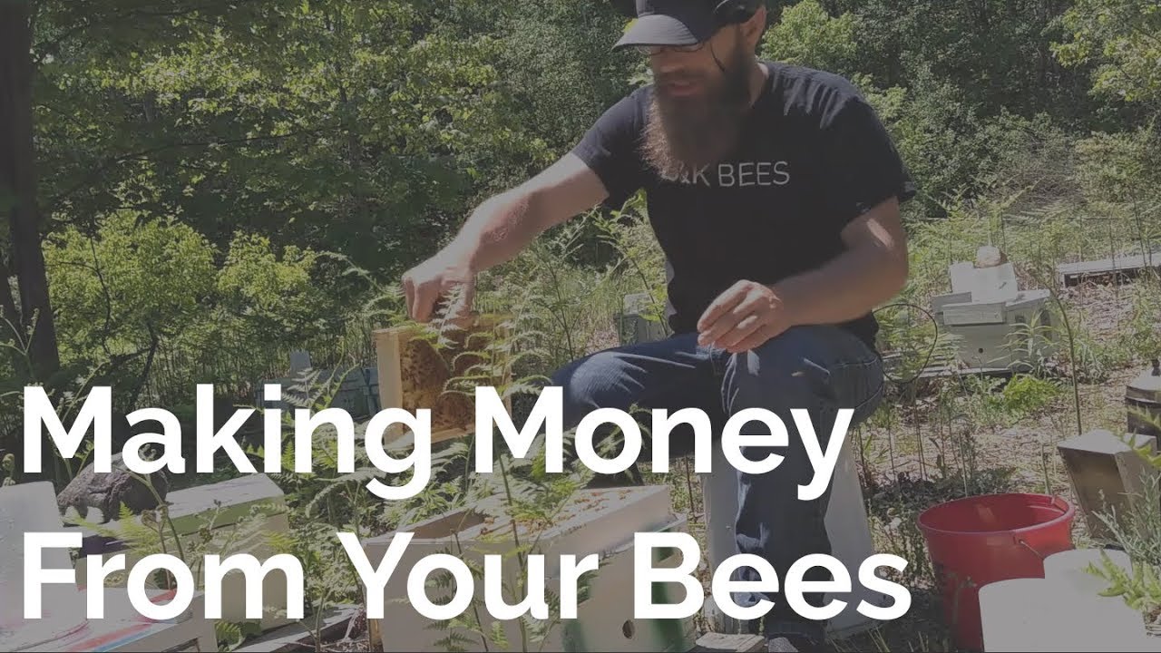 My Advice To Those Looking To Make Money From Bees - YouTube