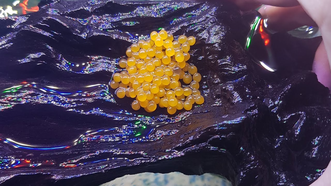3rd lot of Pleco eggs! - YouTube