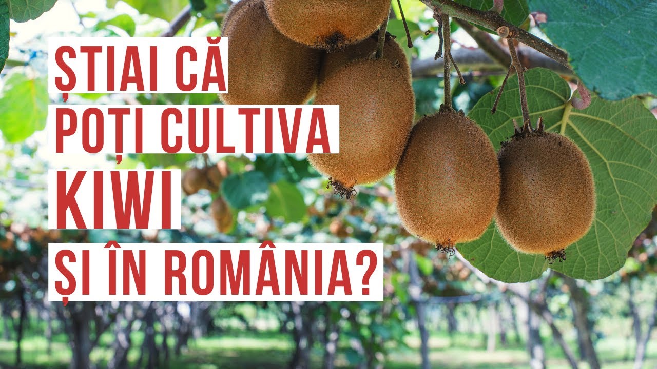 KIWI - un fruct exotic ce poate fi cultivat și in România | VIAȚA ÎN ...