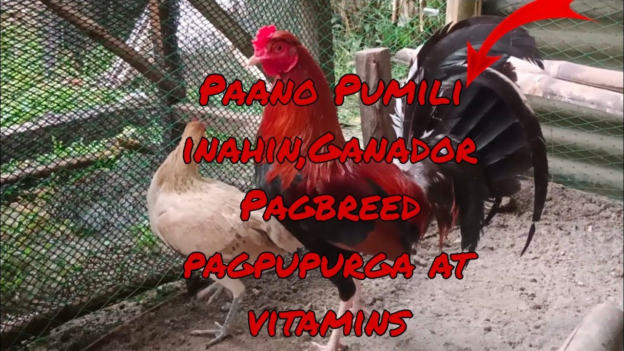 Paano Pumili Ng Maganda #manok #purga#vitamins #patuka Magandang ...