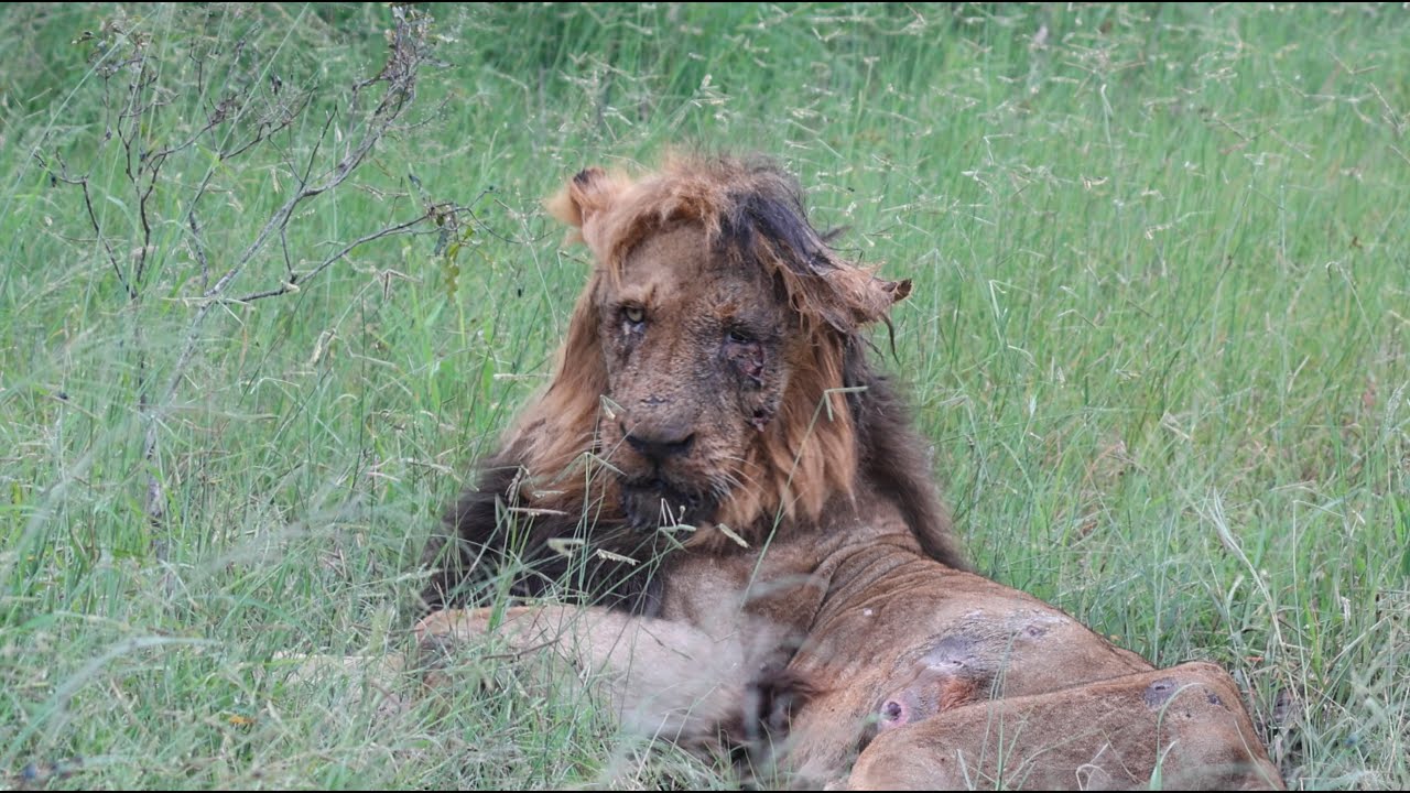Male Lion Badly Mauled After a Massive Fight (Mandevu) - Sensitive ...
