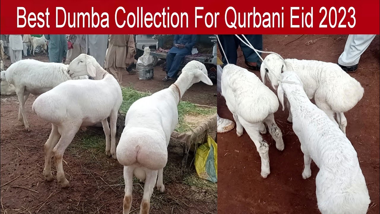Best Dumba Collection For Eid ul Adha | Dumba Mandi Gali Jageer - YouTube