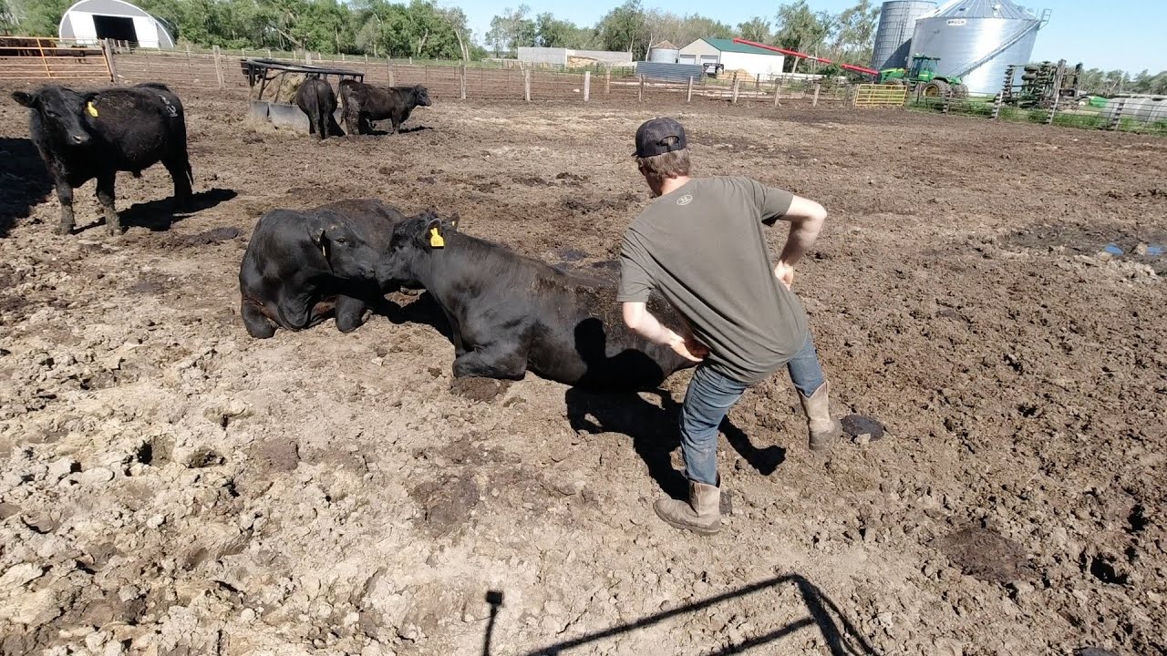 Riding the bulls to pasture! - YouTube