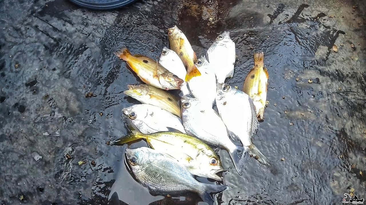 WATER MAN / kerala long rayed silver biddy fishing ( പ്രായൽ ) - YouTube