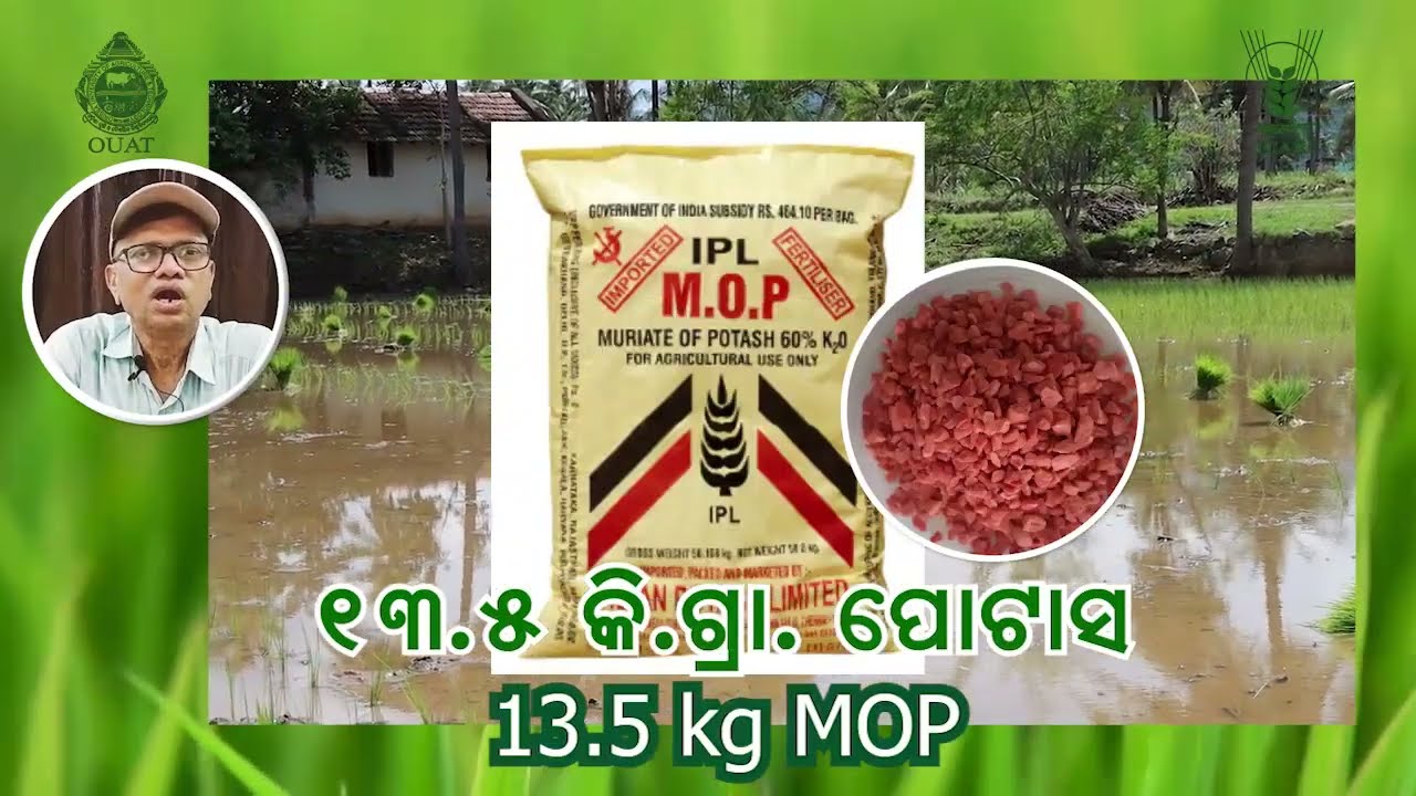 Short Video on Integrated Nutrient Management in Rice - YouTube