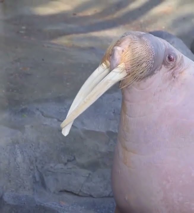 MORSA(WALRUS) - SONIDOS NATURALES DE ANIMALES(SPANISH) - YouTube