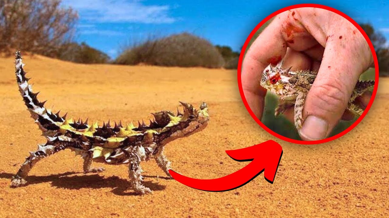 10 Unusual Animal Defense Mechanisms ! - YouTube