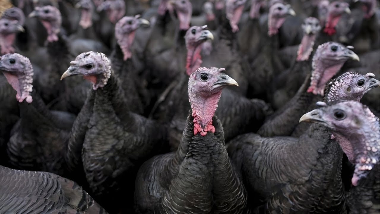 Produces Million of Turkeys In Poultry Farm! - YouTube
