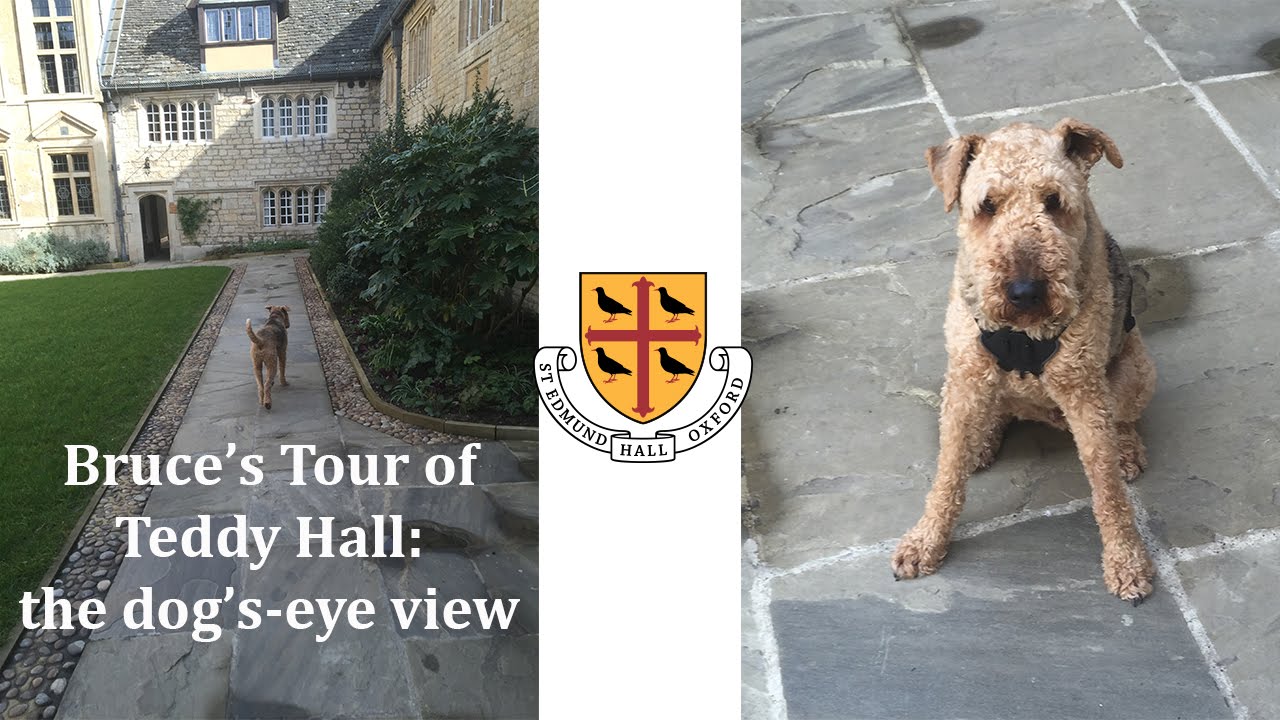 Bruce's tour of Teddy Hall: the dog's-eye view - YouTube