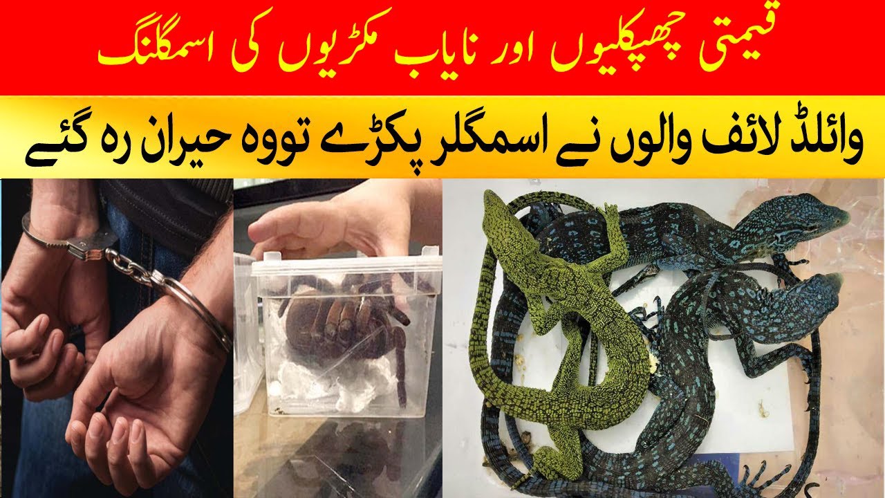 Attempt to smuggle rare breed Lizards & Tarantulas Spider Unsuccessful ...