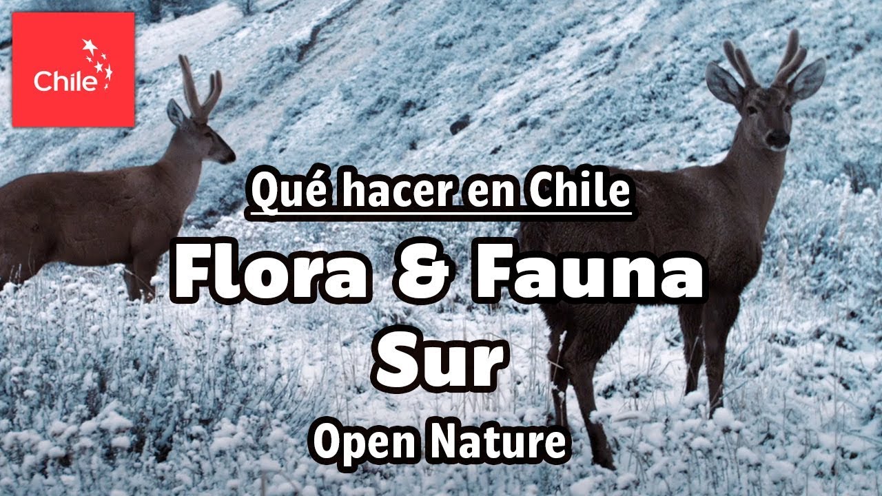 Qué hacer en Chile: Flora y Fauna Sur - Naturaleza Abierta - YouTube