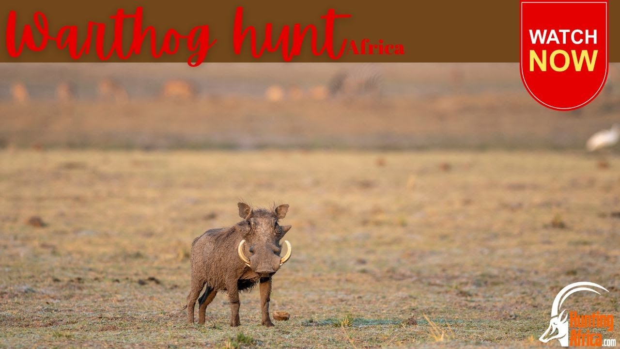 Monster Warthog - YouTube