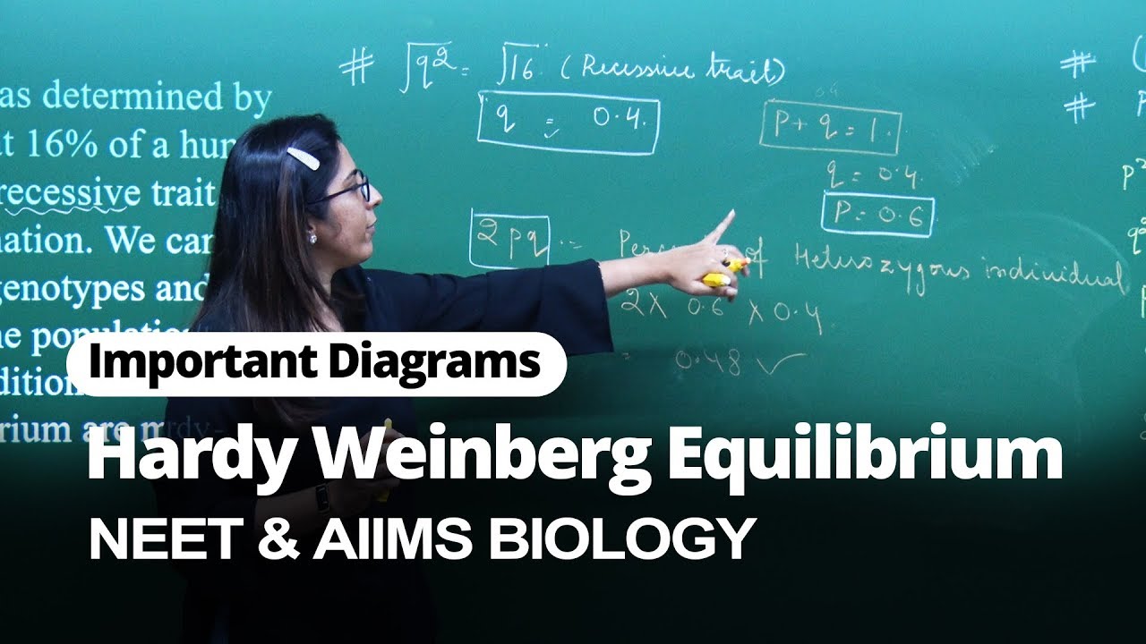 NEET Biology | Hardy Weinberg Equilibrium | Important Diagram | In ...