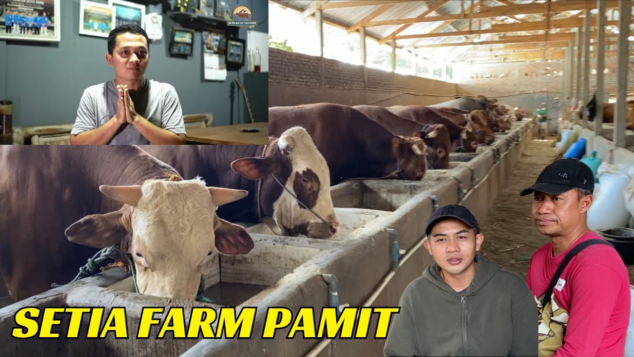 ORANG TERDEKAT MAS HERMAWAN SETIA FARM ANGKAT BICARA ️ - YouTube