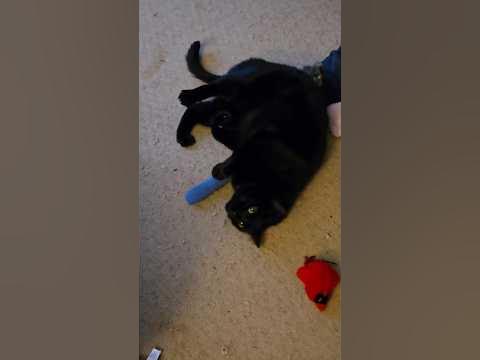 Cat Kitty Playing Rolling Around With Catnip Stick... ENJOY CATS.... - YouTube