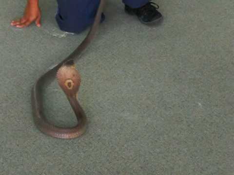 Thai Cobra show 2009 på Phuket snake farm Thailand - YouTube