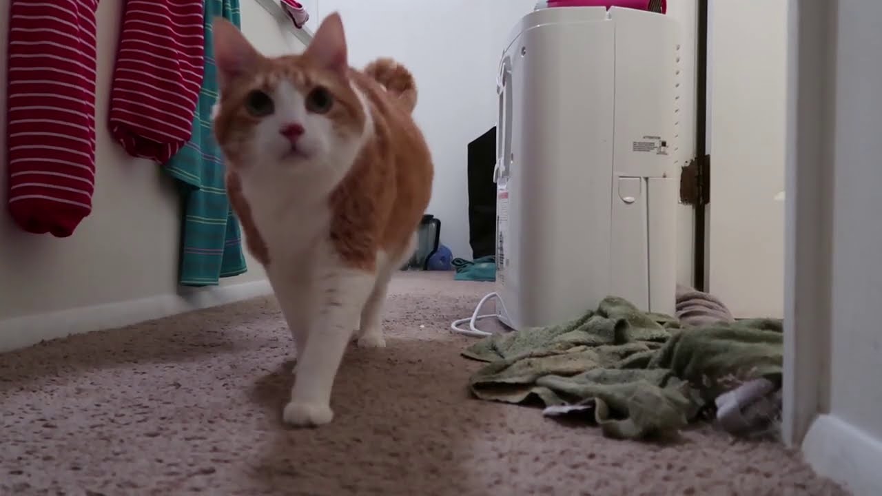 My Cat At 3am YouTube my-cat-at-3am-youtube