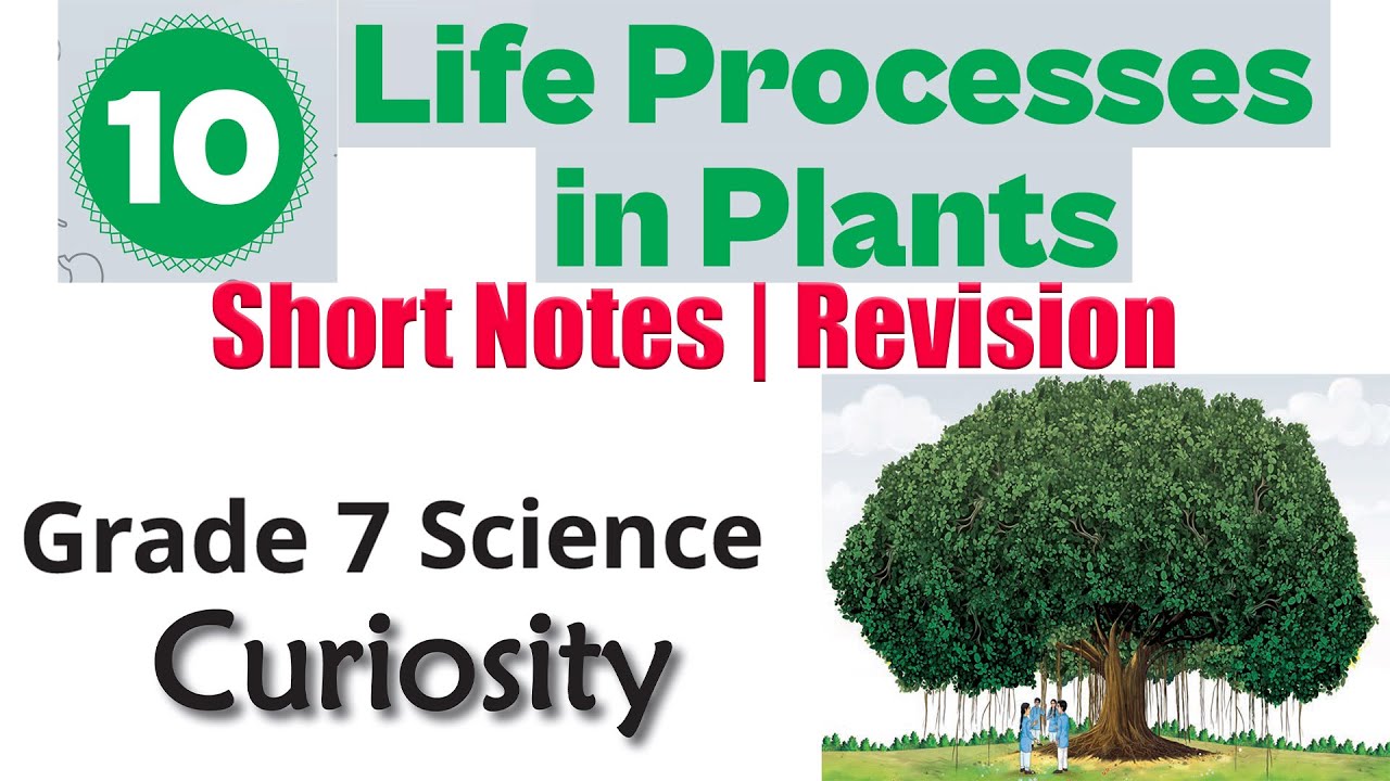10. Life Processes in Plants (Short Notes / Revision) | Grade 7 Science ...