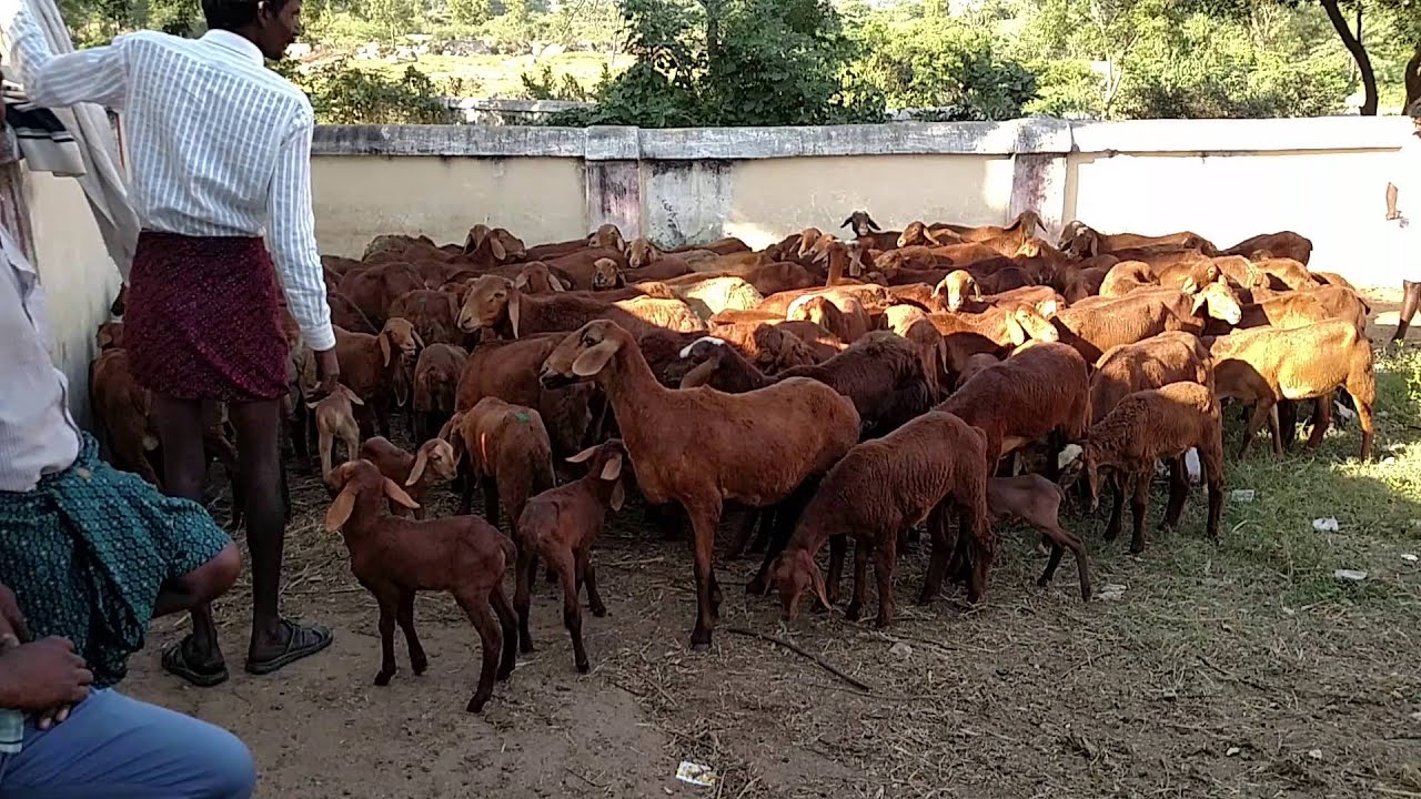 Nellore Brown Sheep Breed Available For Breeding. - YouTube
