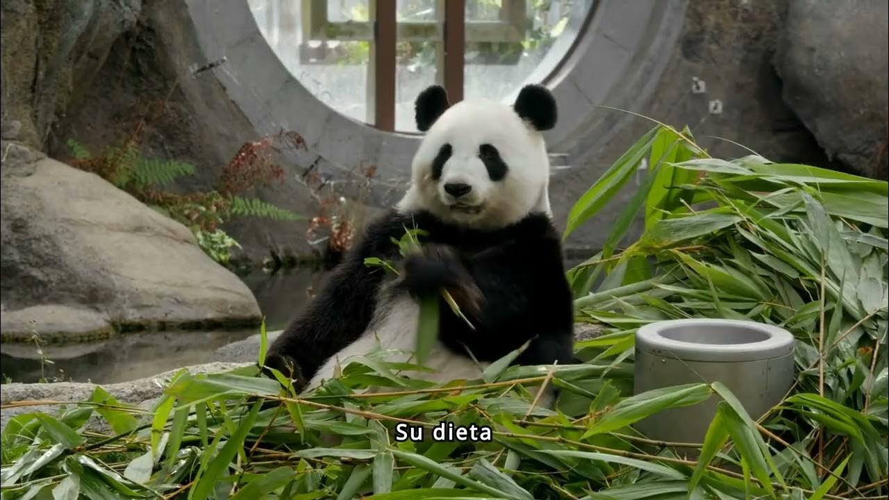 Estos Son Los Tipos de Pandas Y Sus Diferencias - YouTube