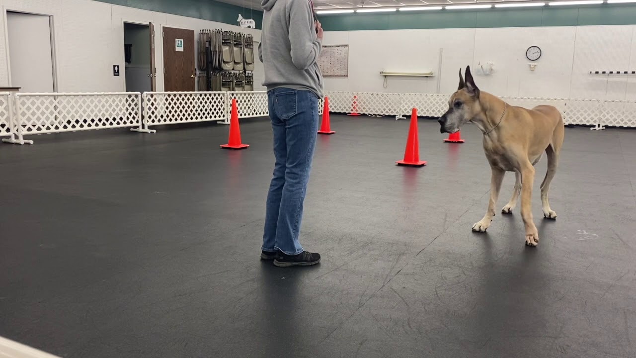 Eli training 12-23-19 - YouTube