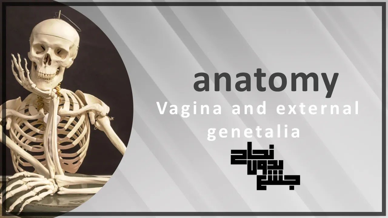 L6 , Vagina and External genitalia , Anatomy - YouTube