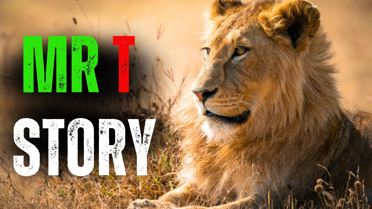 The Notorious Mr. T: The Story of Mapogo | The Most Ruthless Lion to ...