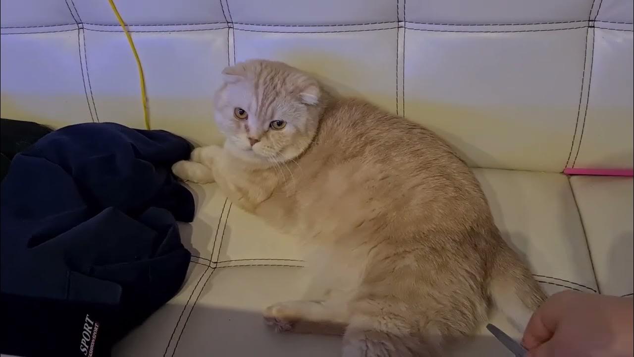 Говорящий кот - YouTube
