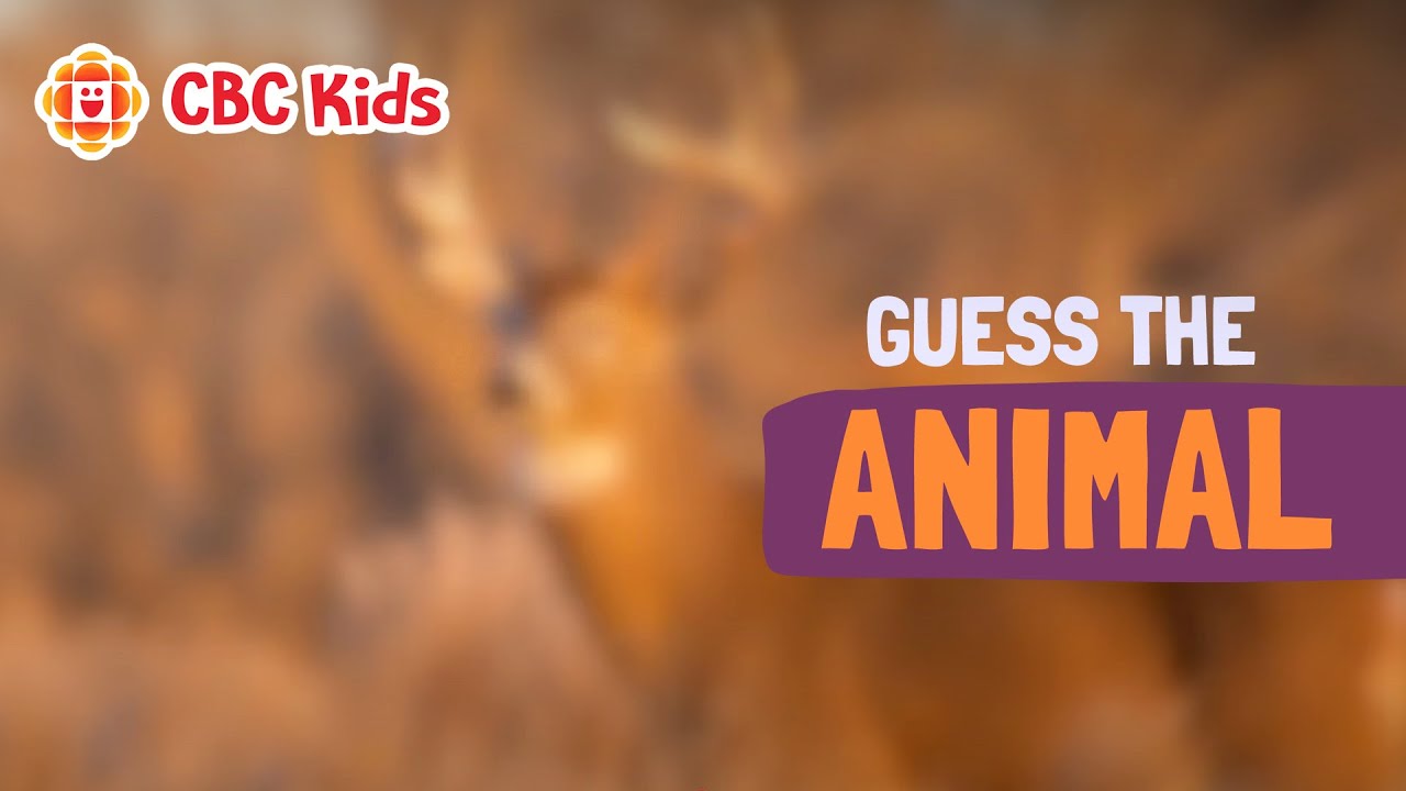 Guess The Animal Who Runs Fast | CBC Kids - YouTube