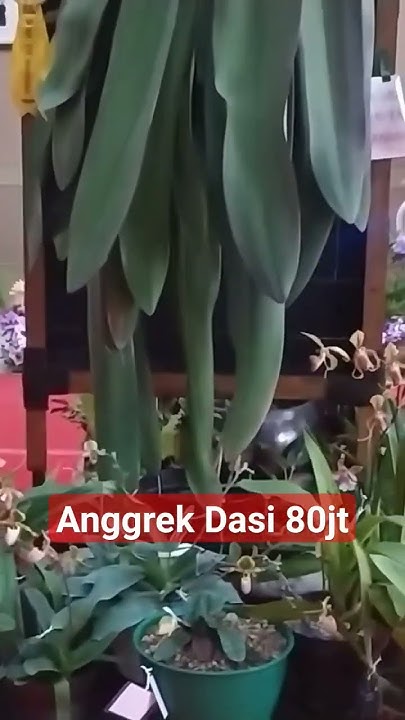 Anggrek Dasi PaPua 80 Jt #anggrek #pusflorist #anggrekdasi - YouTube