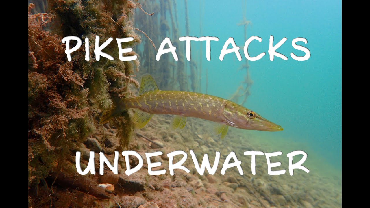Pike attacks live underwater. Check how the pike is hunting. - YouTube